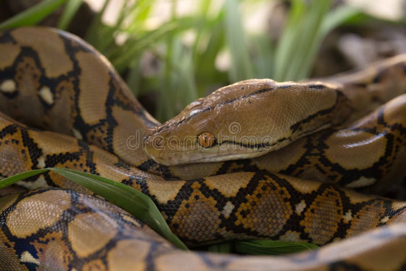 Boa Portrait, Boa Constrictor Snake on Tree Branch Stock Image - Image ...