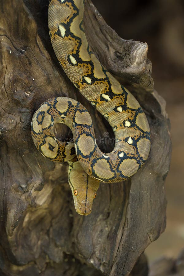 Boa Portrait, Boa Constrictor Snake on Tree Branch Stock Image - Image ...