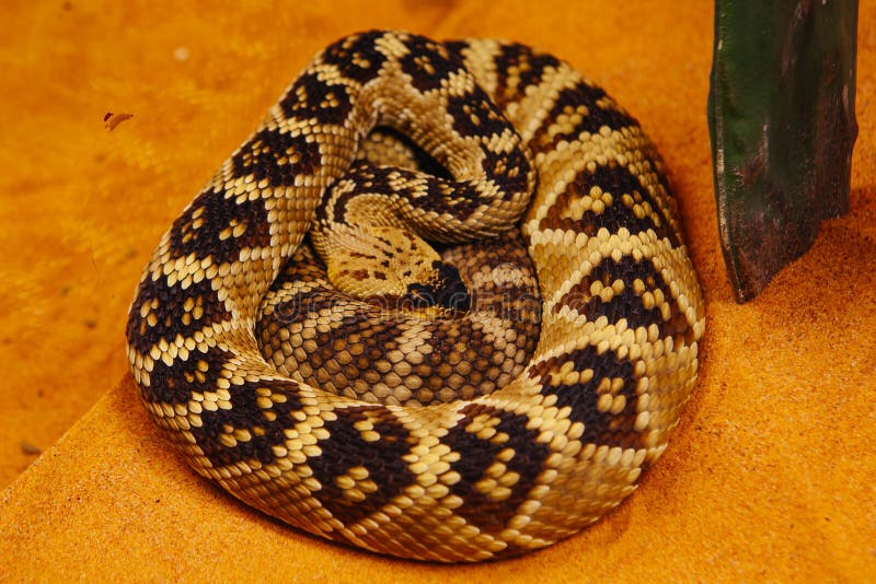Boa real en la arena foto de archivo. Imagen de encantador - 86209904