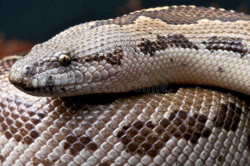 Boa Rouge De Sable, Serpent Commun Non Venimeux De Johnii D'Eryx ...