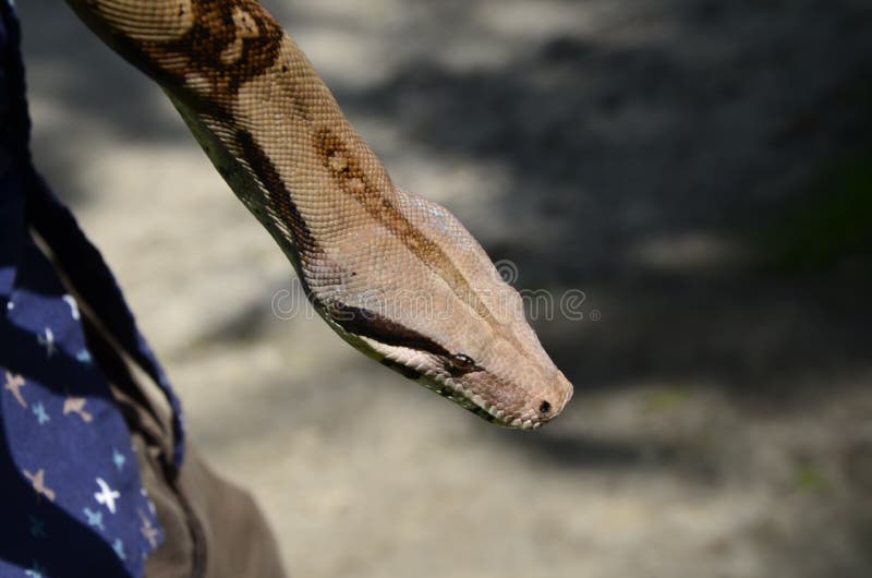 Boa Serpent Dans Les Mains De L'homme. Garder Le Serpent Dans Le ...
