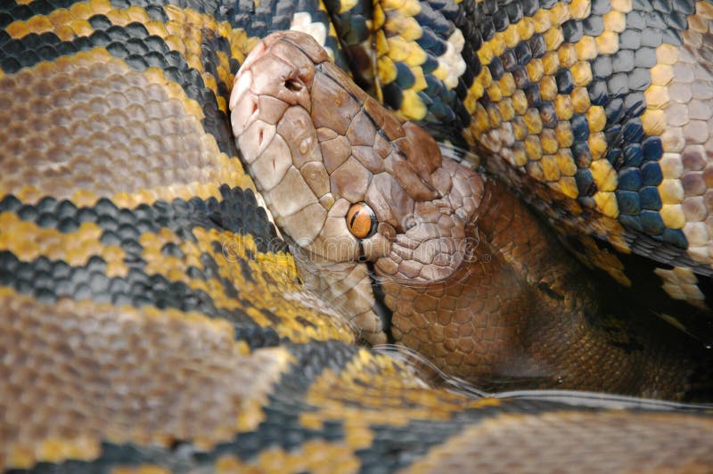 Boa Snake stock image. Image of pattern, predator, natural - 17367721