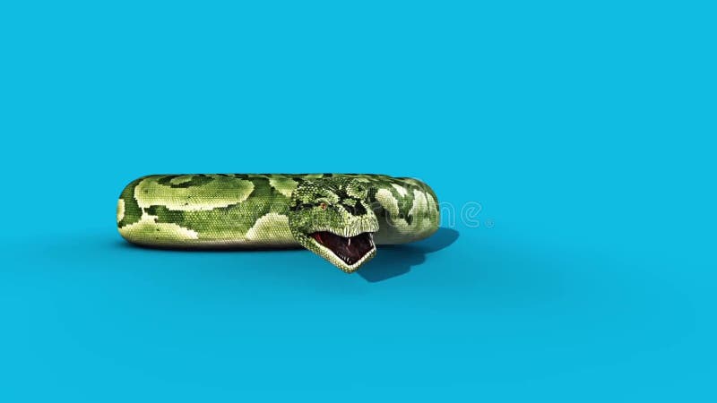 Boa Snake Attacks Blue Screen Front 3D Rendering Animation Vfx Stock ...