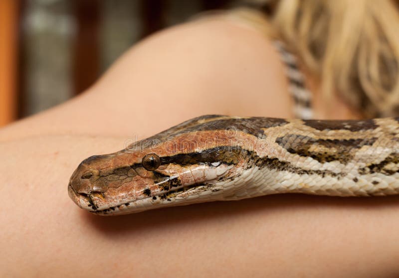 311 Snake Arm Stock Photos - Free & Royalty-Free Stock Photos from Dreamstime