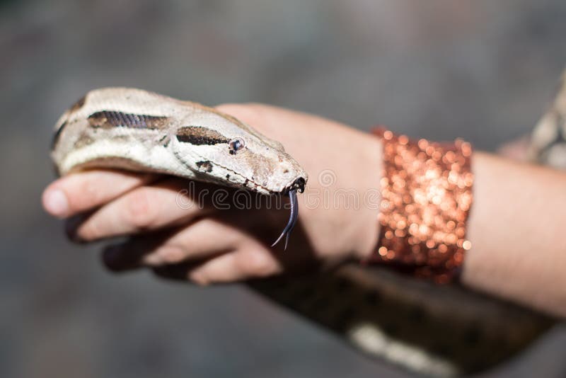 Boa Snake in the Hand Human Stock Photo - Image of head, constrictor ...