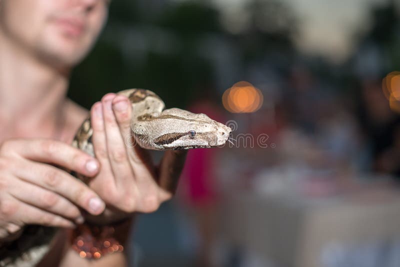 Boa Snake in the Hand Human Stock Photo - Image of dangerous, hand ...
