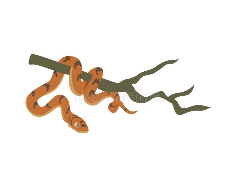 Boa Snake Hanging on Tree Branch, Flat Vector Illustration Isolated on ...