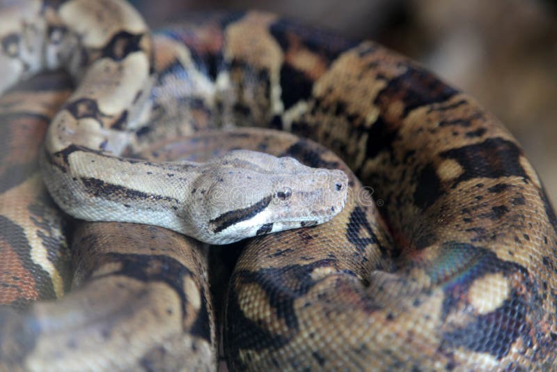 Boa stock image. Image of predator, brown, wildlife, royal - 83767039