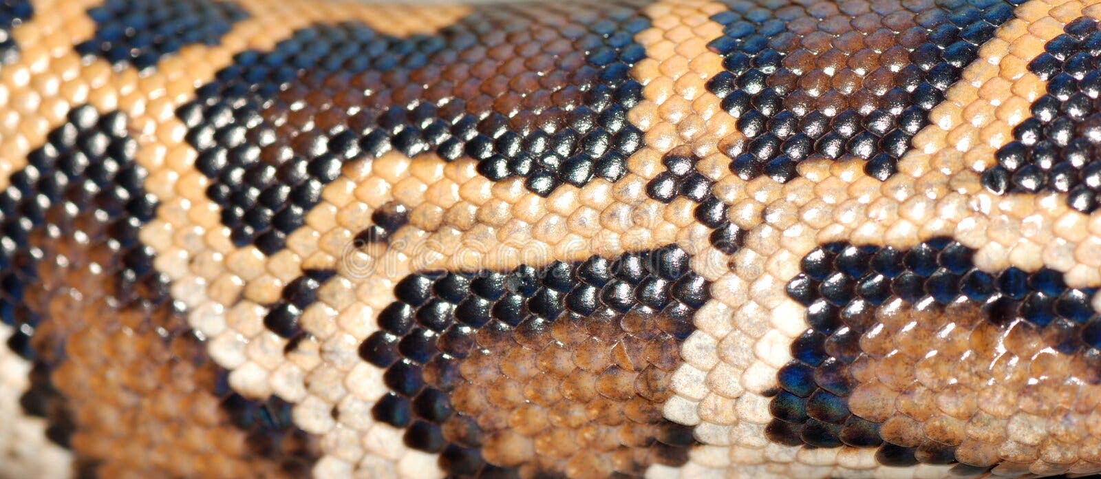 Boa snake skin stock photo. Image of pattern, leather - 15695054