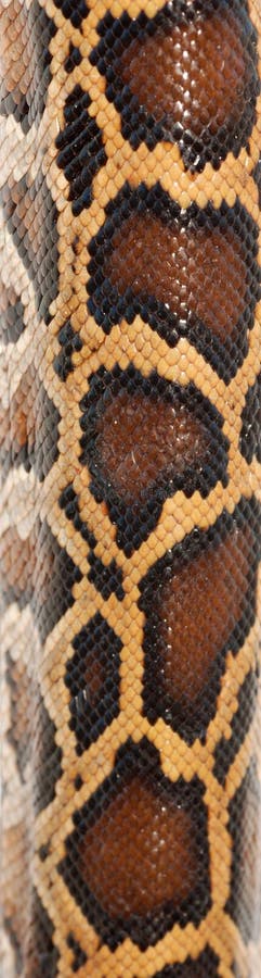 Snake pattern stock image. Image of design, wildlife - 18913885