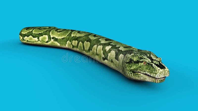 Boa Snake Slithers Blue Screen Side 3D Rendering Animation Vfx Stock ...