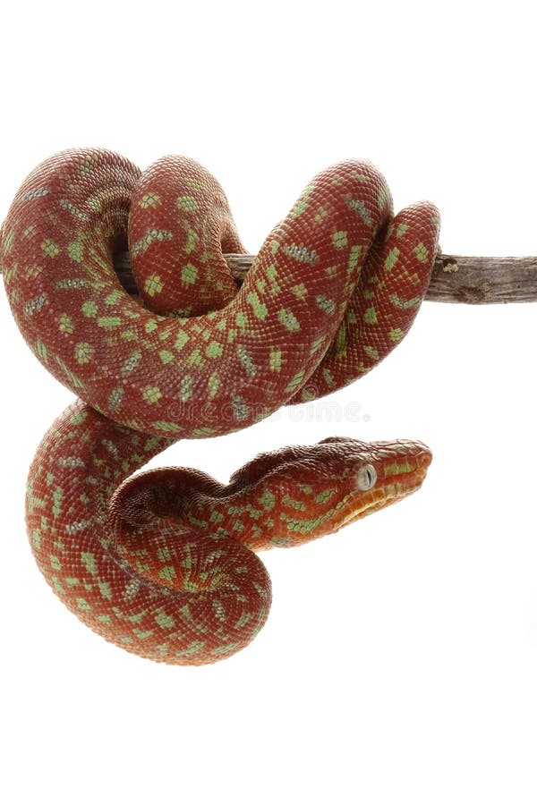 Boa Verde Smeraldo 6 Dell'albero Immagine Stock - Immagine di serpente ...