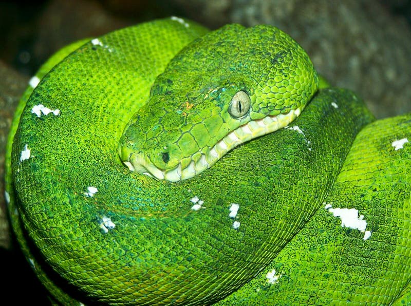 Boa Verde Smeraldo Dell'albero Immagine Stock - Immagine di verde ...