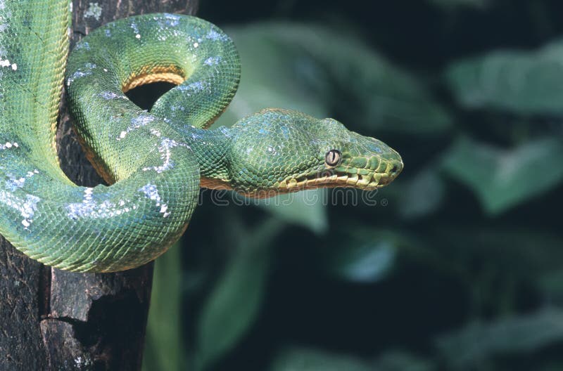 Albero Verde Smeraldo Del Serpente Del Boa Immagine Stock - Immagine di ...