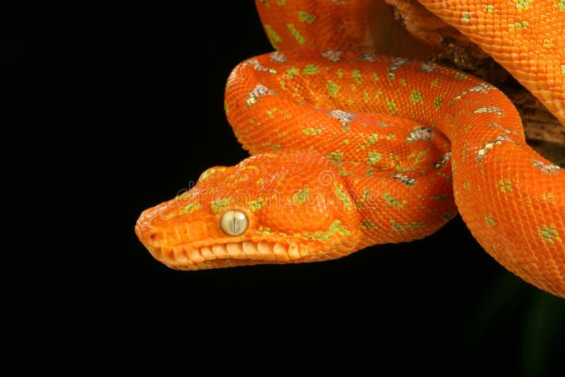 Boa Verde Smeraldo Dell'albero Fotografia Stock - Immagine di animale ...