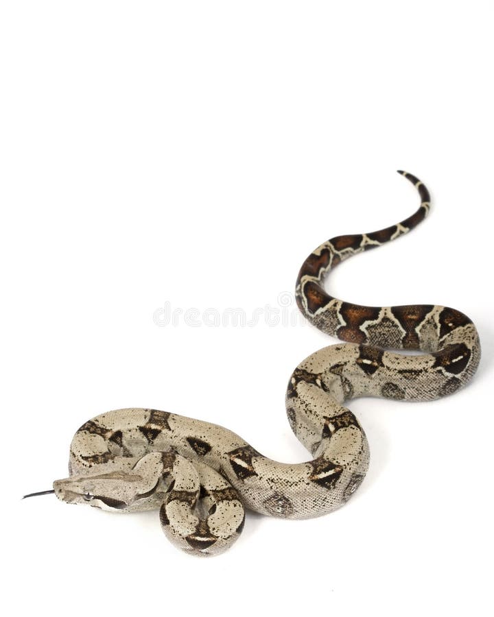 Boa Vermelho-atada (constrictor Do B.C.) Imagem de Stock - Imagem de ...