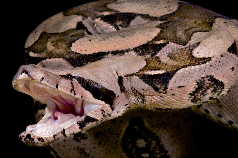 Boa-constritora-de-cauda-vermelha, Boa Constrictor Imperator, Ataque ...