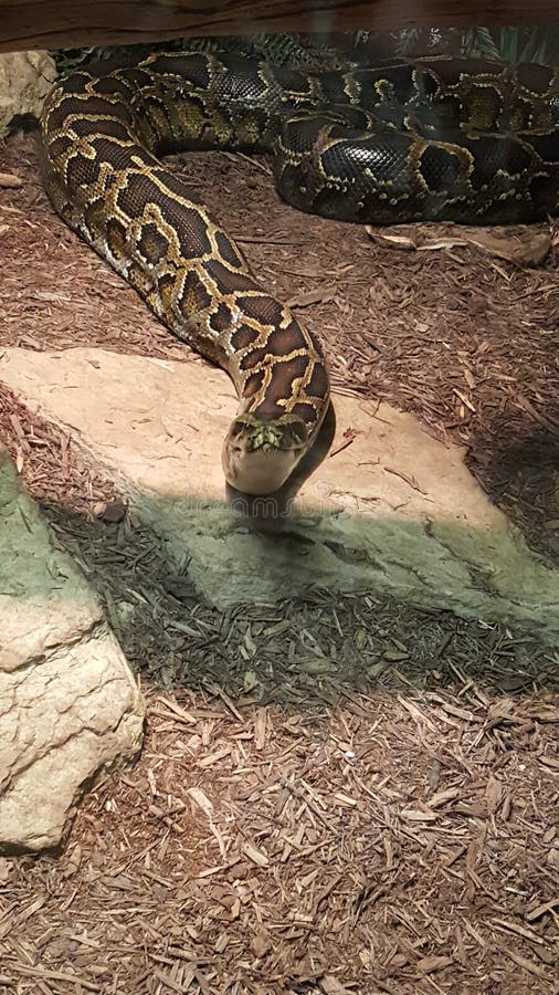 Big Snake Slithering on Top of Rock Stock Image - Image of yellow ...