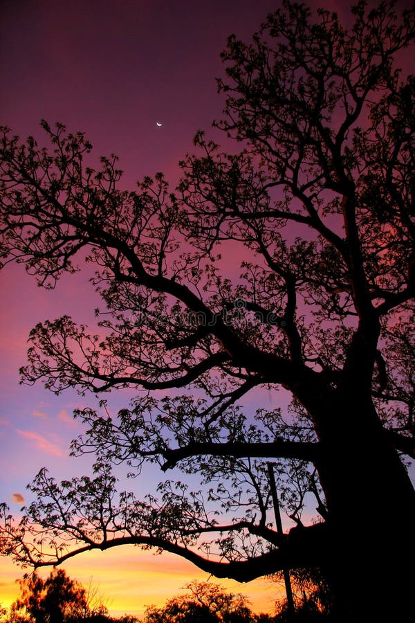 Boab dreams stock photo. Image of sunset, australia, tree - 5792914