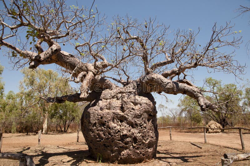 Boab Prison Tree - Australia Stock Photo - Image of sentencing, jail ...