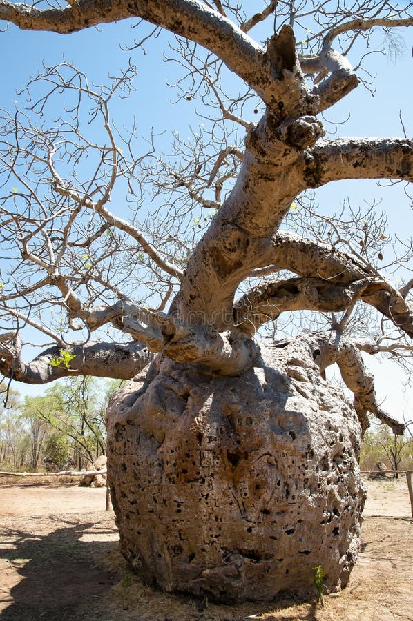 Boab Prison Tree - Australia Stock Photo - Image of sentencing, jail ...