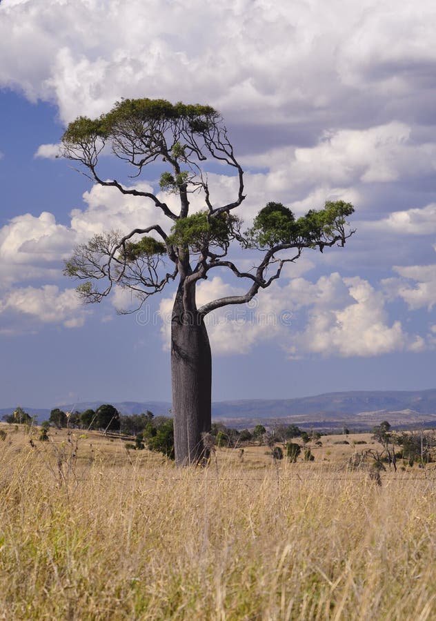 Boab Tree Along the Gibb River Road in Outback Australia Stock Image ...