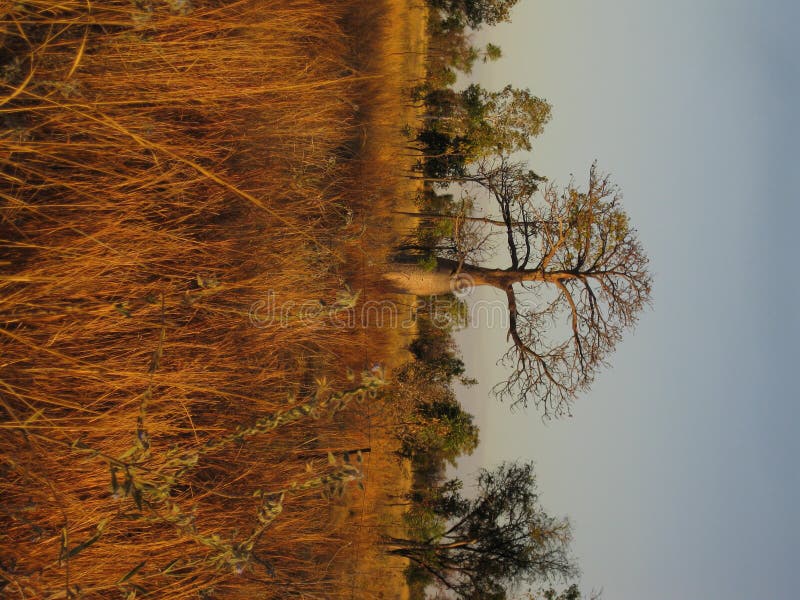 Boab Tree at Sunset stock photo. Image of vast, australia - 2991782