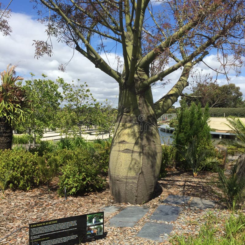 Boab tree stock image. Image of australian, boab, garden - 168169637