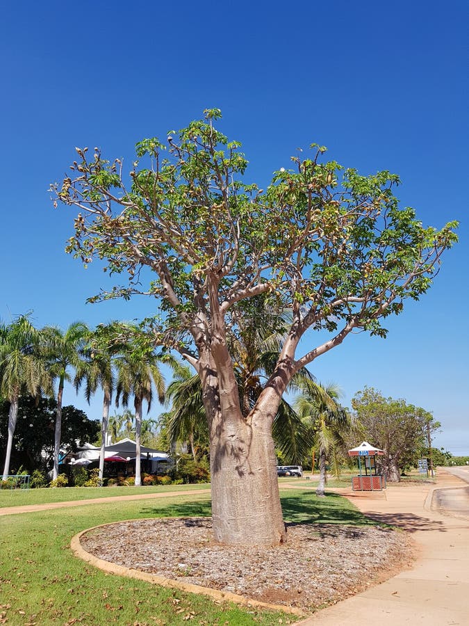 Boab tree stock photo. Image of tree, perth, kings, parks - 42814536
