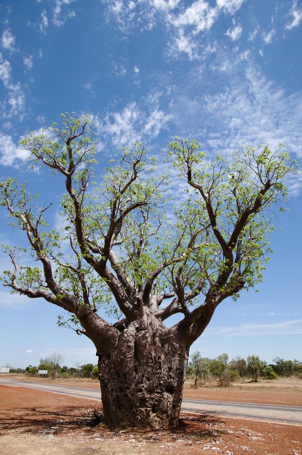 Boab Tree - Kimberley - Australia Stock Image - Image of tree, derby ...
