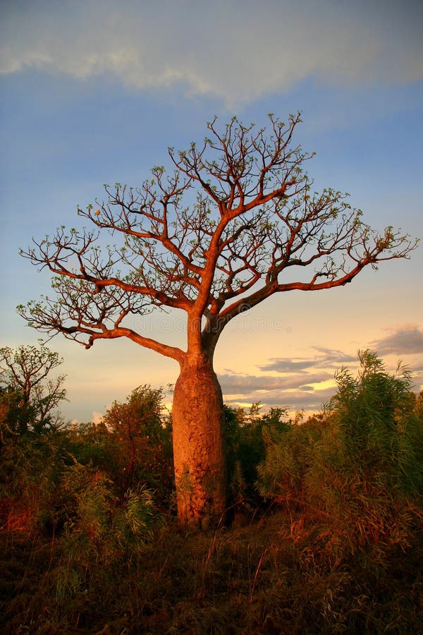 Boab Tree, Kimberly, Australia Stock Photo - Image of large, park: 5793186