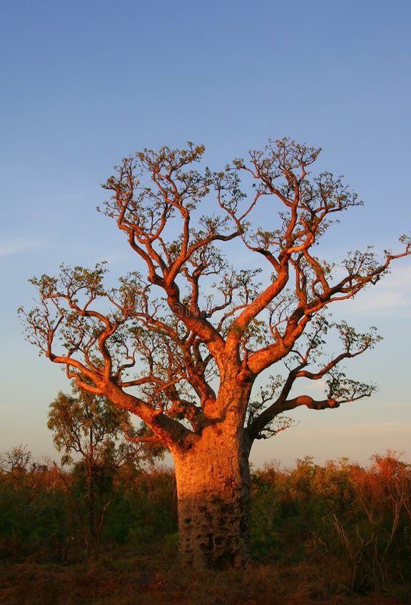 Boab Tree, Kimberly, Australia Stock Photo - Image of scenery, natural ...
