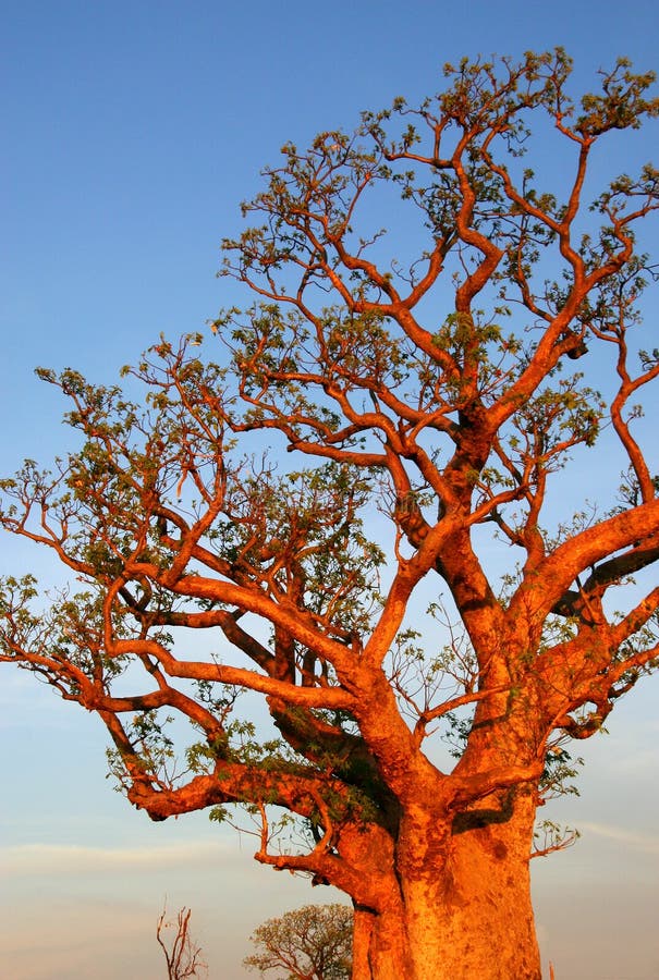 Boab Tree, Kimberly, Australia Stock Photo - Image of large, park: 5793186