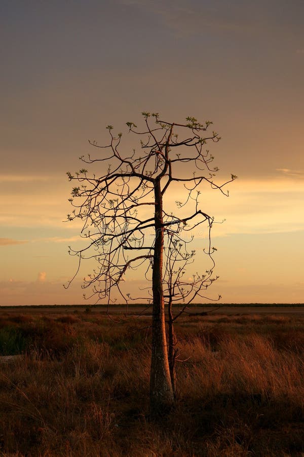 Boab Tree, Kimberly, Australia Stock Photo - Image of large, park: 5793186