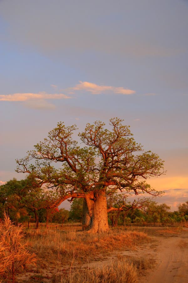 Boab Tree, Kimberly, Australia Stock Image - Image of aboriginal ...