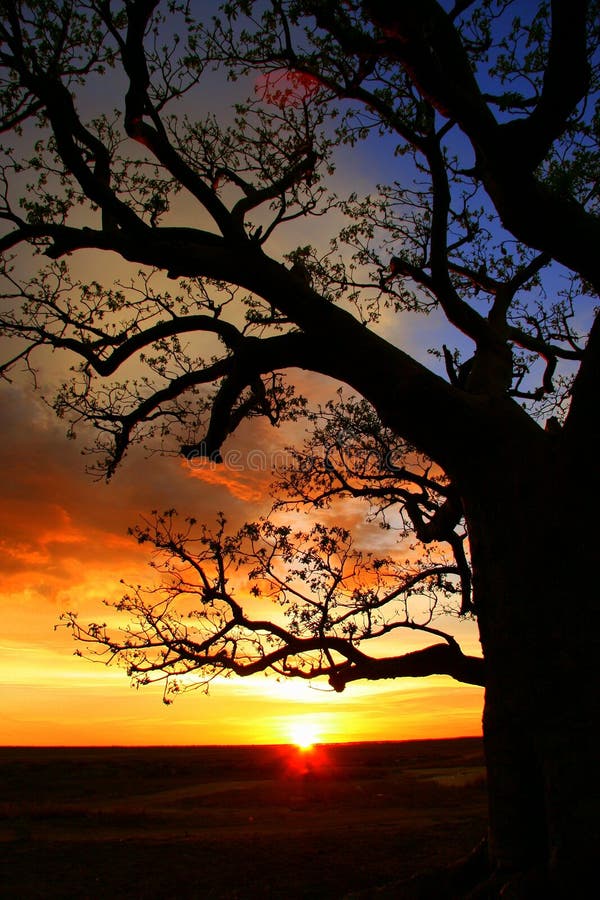 980 Silhouette Baobab Tree Stock Photos - Free & Royalty-Free Stock ...