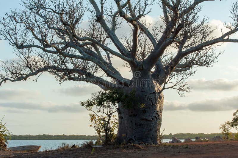 Boab Tree Along the Gibb River Road in Outback Australia Stock Image ...