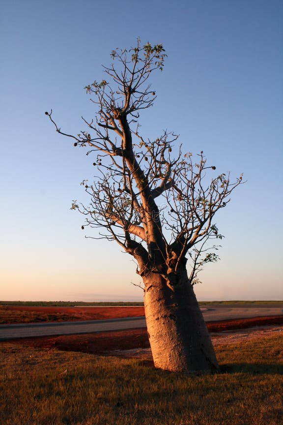 Boab Tree at Sunset stock photo. Image of vast, australia - 2991782
