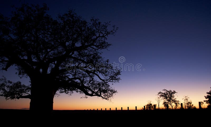 Australian Baobab - Boab stock image. Image of leaves - 9734273
