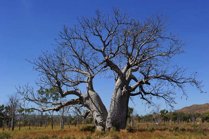 Mulla Mulla Wildflower Australia Stock Image - Image of germination ...