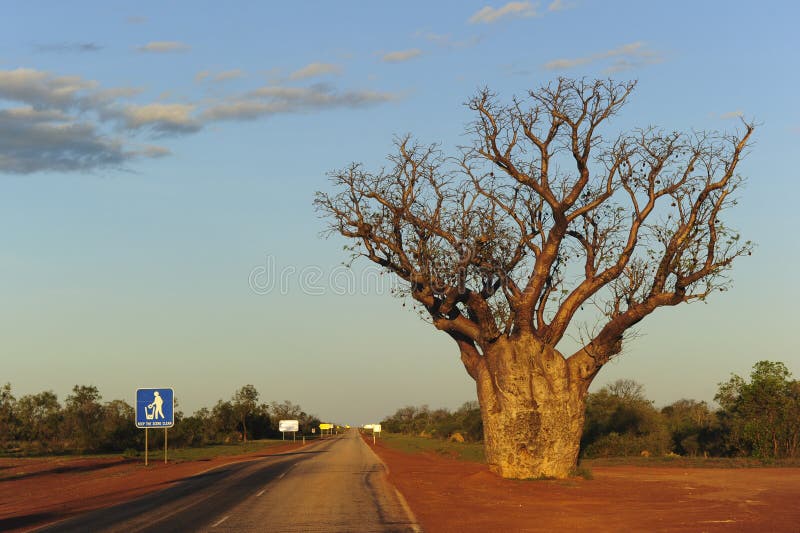 Boab Tree Western Australia Stock Photo - Image of destination, blue ...