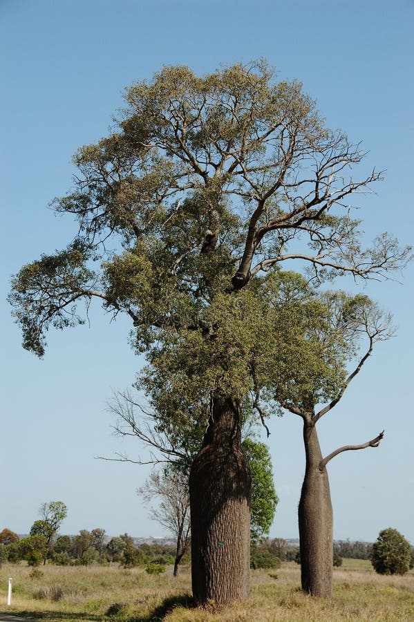 Australian Baobab - Boab stock image. Image of leaves - 9734273
