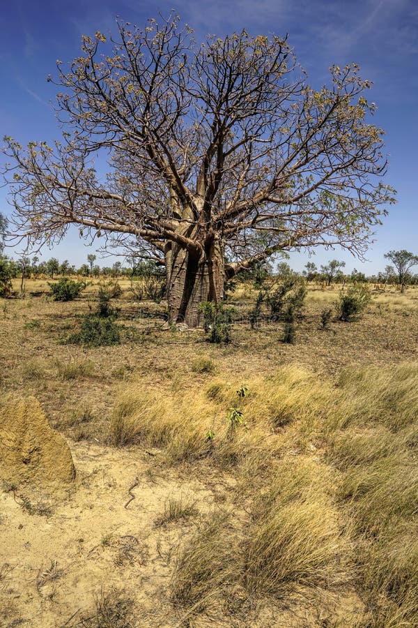 125 Boab Trees Stock Photos - Free & Royalty-Free Stock Photos from ...