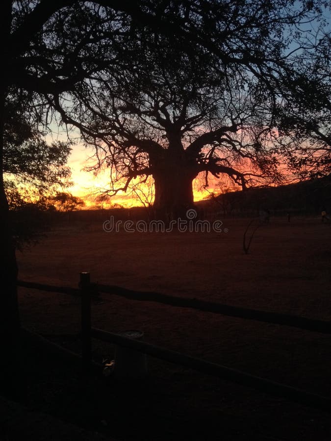 Boabab Tree stock photo. Image of tree, tourism, travel - 6348970