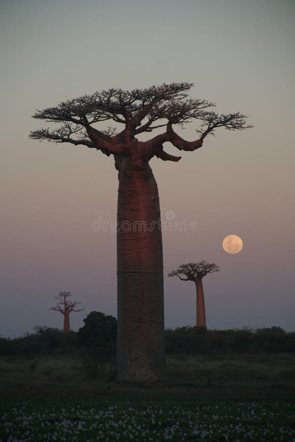 Baobab tree stock image. Image of nature, landscape, tree - 23471471