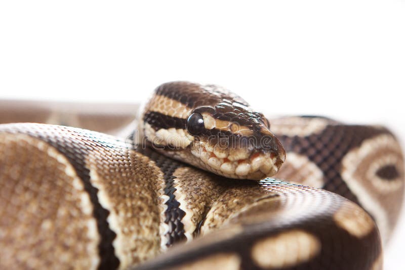 Boaorm arkivfoto. Bild av dött, isolerat, fara, gift - 10849246