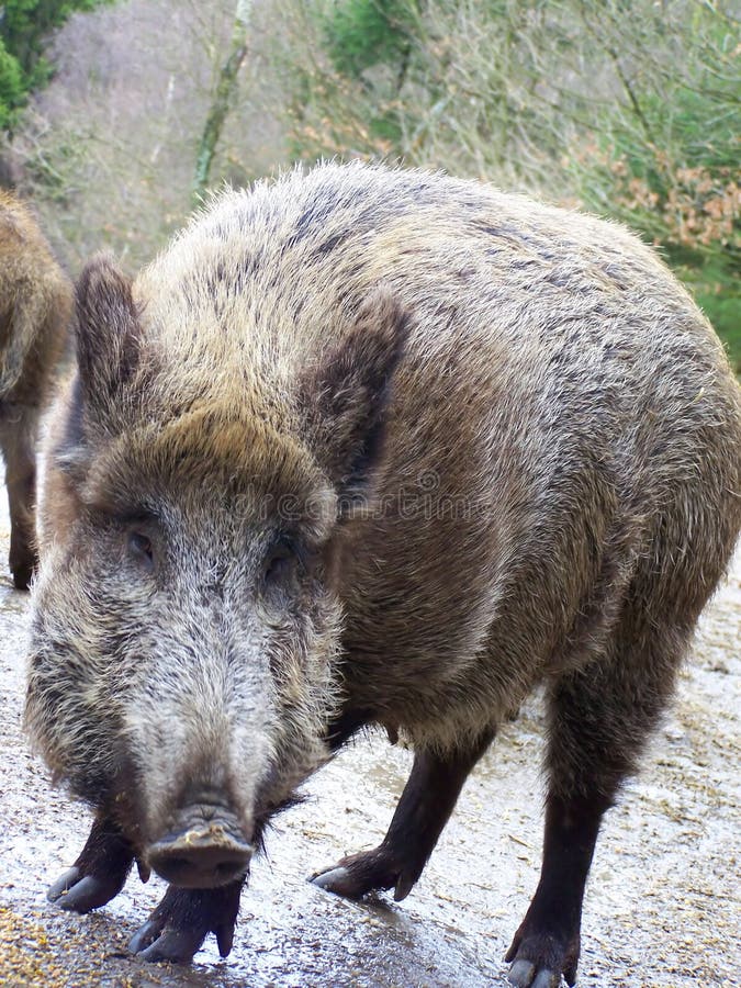 Boar stock image. Image of hunt, truffle, wood, omnivore - 13203319