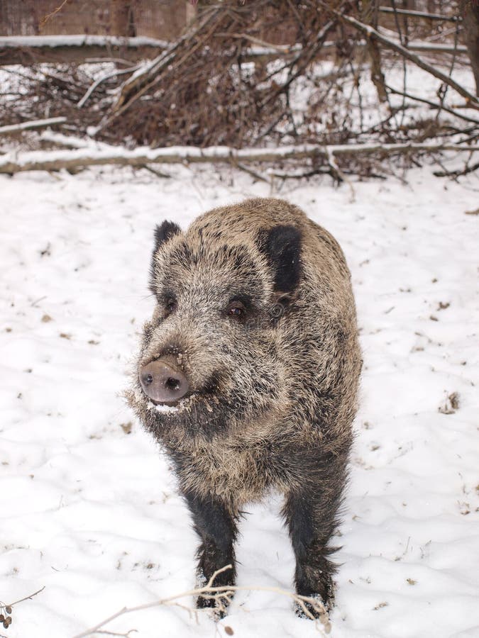 Boar stock image. Image of meadow, wintry, duvet, period - 16468517