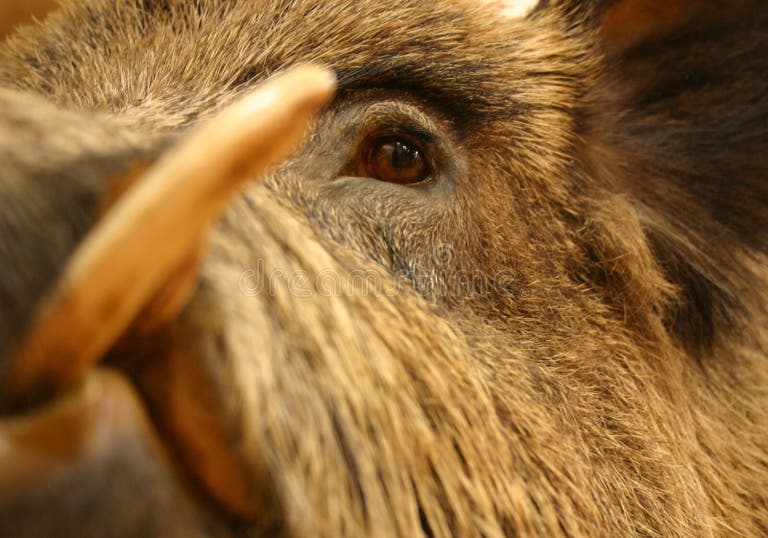 Boar stock image. Image of boar, mammal, male, teeth, wild - 1681567