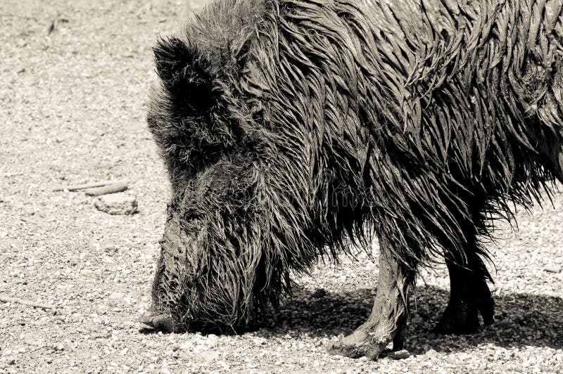 Boar stock image. Image of predator, boar, hair, bristles - 26210571